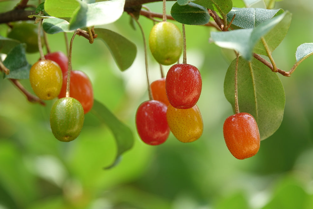 Goumi du Japon - Elaeagnus multiflora – arbustefruitier.com