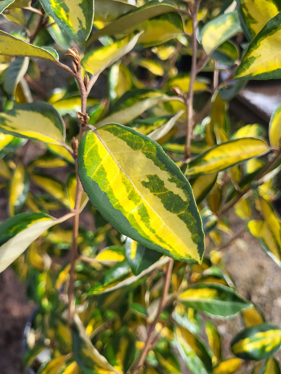 Chalef de Ebbing 'Limelight' - Elaeagnus ebbingei – arbustefruitier.com