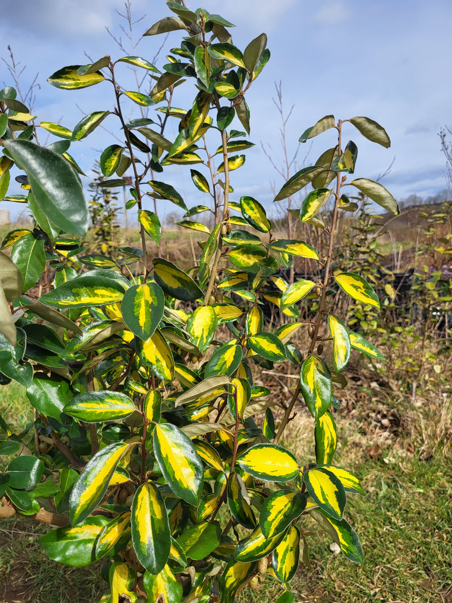 Chalef de Ebbing 'Limelight' - Elaeagnus ebbingei – arbustefruitier.com